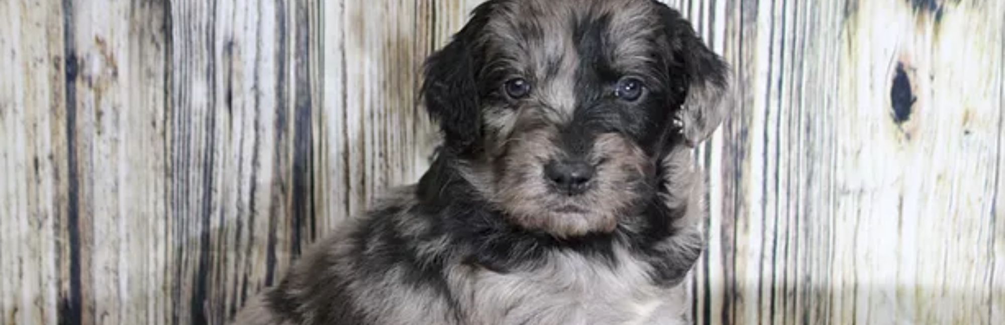 Shepadoodle Generations and Coat Types - Natural Breed Kennels